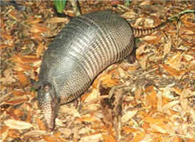 Armadillo Control | How to Get Rid of Armadillos | Armadillo Removal