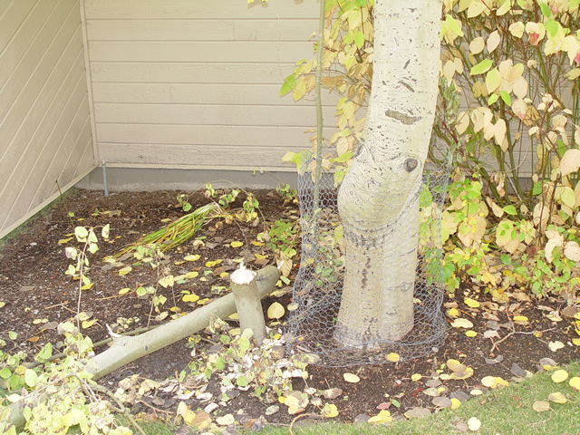 Beaver Repellent | Get Rid of Beavers | Beaver Control