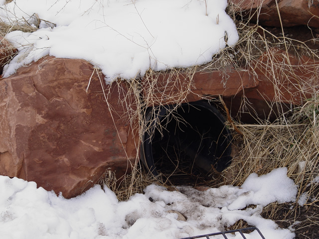 How to Get Rid of Porcupines