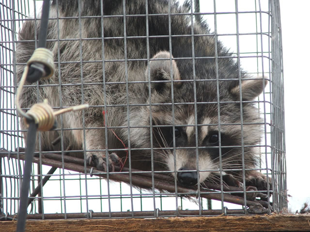 Raccoon Removal | Trapping Raccoons | Allstate Animal Control