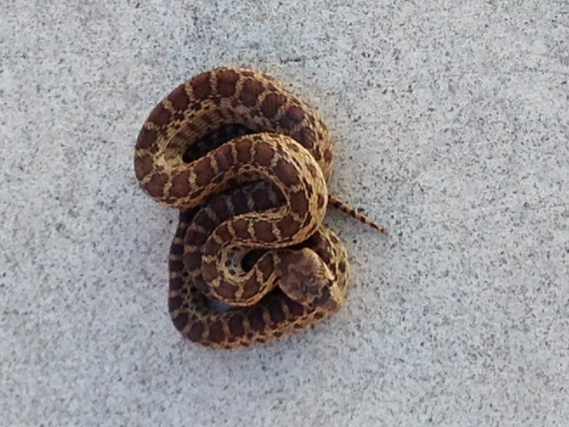 Frequently asked Questions about Snakes