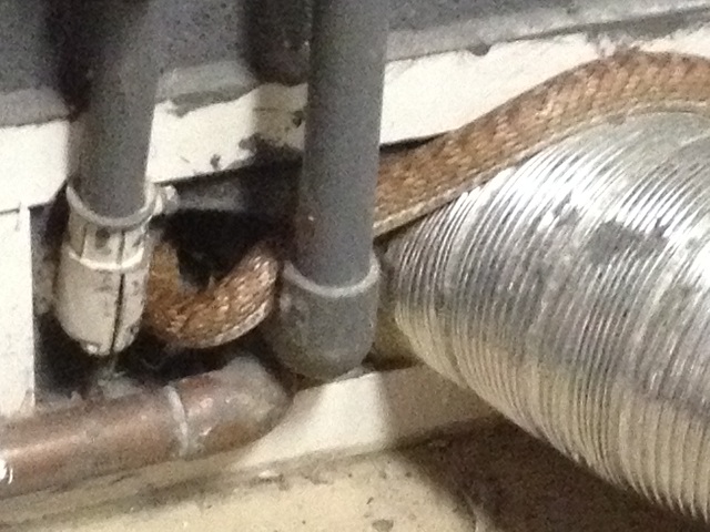 How to Get Rid of Snakes