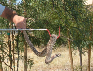 Snake Removal